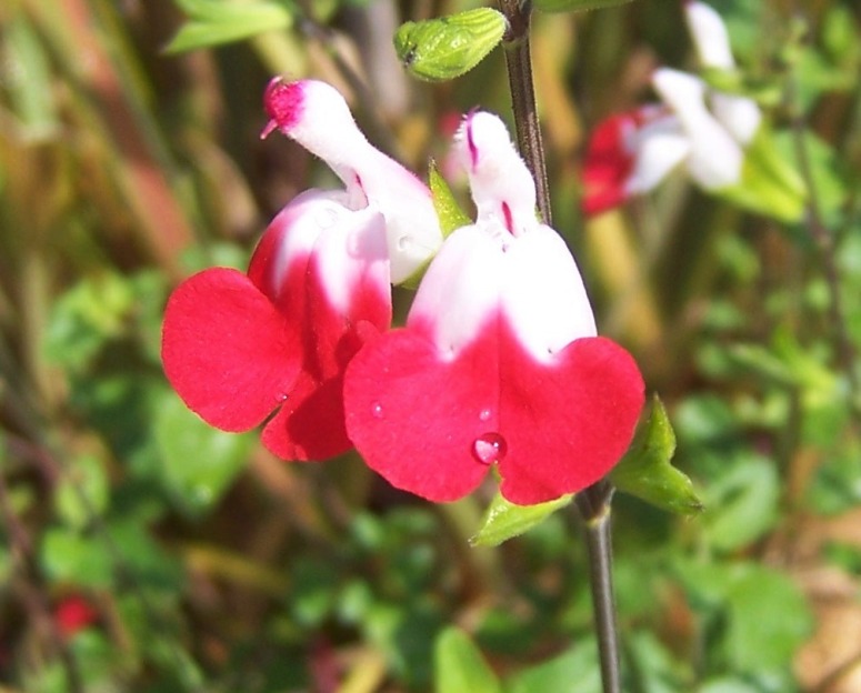 The 2 Minute Gardener: Photo - Hot Lips Sage (Salvia microphylla 'Hot ...