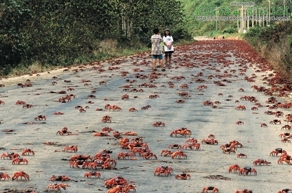Penghijrahan Tahunan Ketam Merah Di Pulau Krismas | Blog Buruk