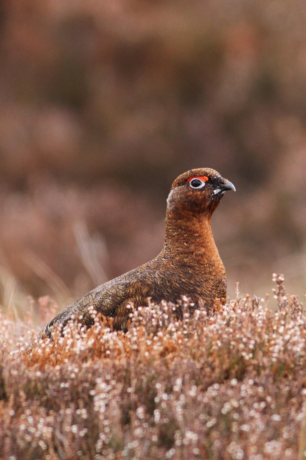 Peter Moore's Wildlife Blog: Grouse Moore
