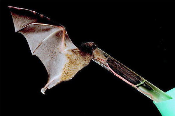 Bat Has Longest Tongue of Any Mammal