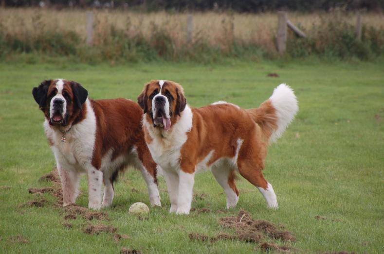 A True Saint in the St. Bernard | Fun Animals Wiki, Videos, Pictures ...