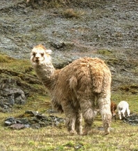 andes: ANIMALS OF THE ANDES