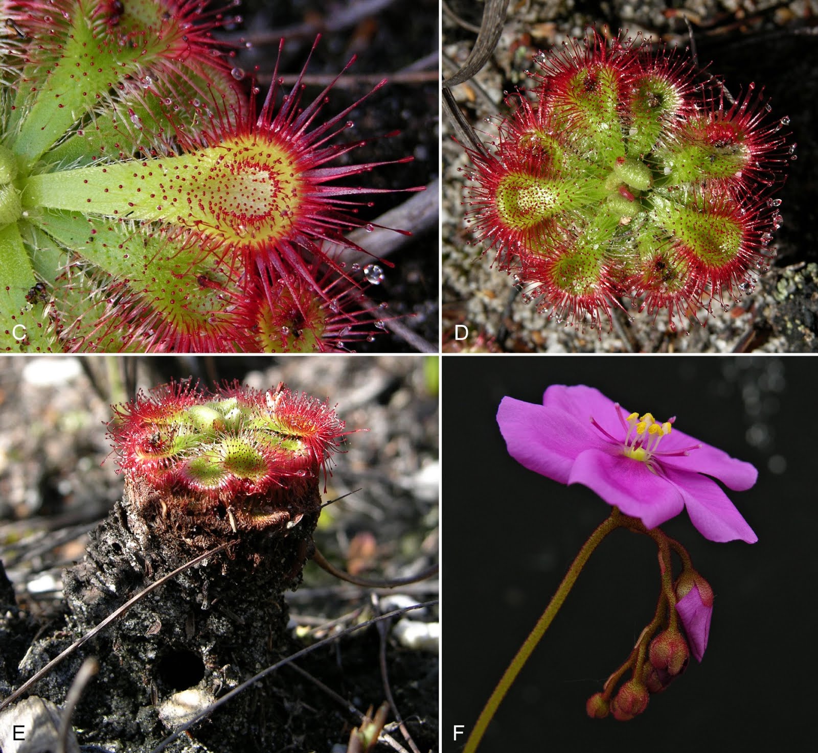 Species New to Science: [Botany • 2018] Drosera xerophila (Droseraceae ...