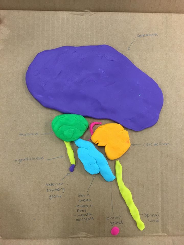 Nicole's Anatomy & Physio Blog: The Clay Brain