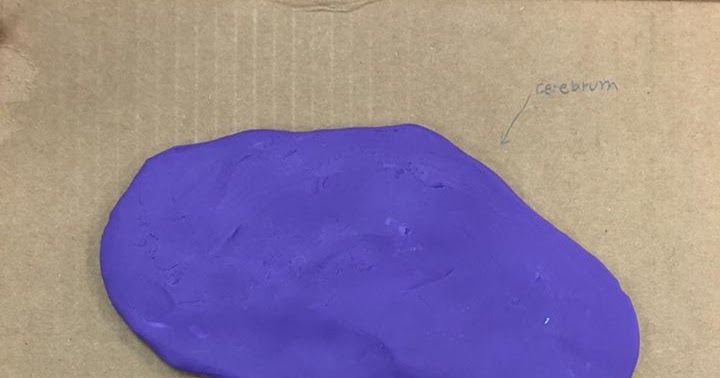 Nicole's Anatomy & Physio Blog: The Clay Brain