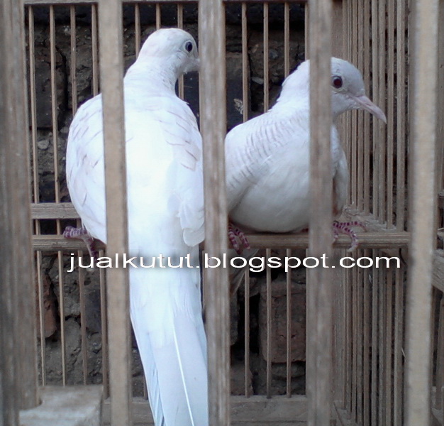 JUAL KUTUT: Jual Burung Perkutut Putih Lokal Harga Terjangkau