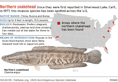 The Fisheries Blog: Get to Know an Introduced Species: Northern Snakehead