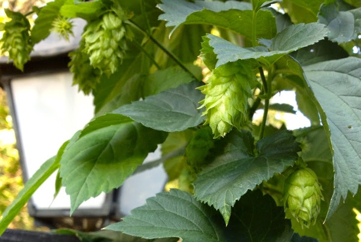 Michigan Homebrewer: Understanding Hops: Alpha and Beta Acids