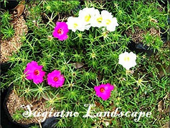 Harga tanaman sutra bombay | kembang jam delapan 8 | Tukang taman ...