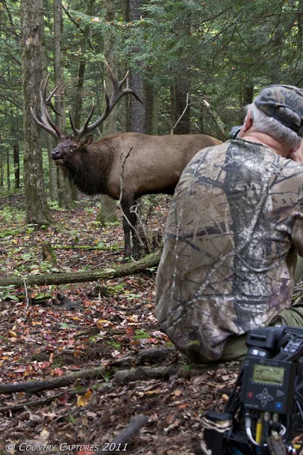 Country Captures: Pennsylvania Elk Harvest Begins