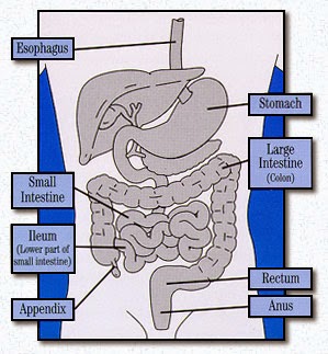 I want to learn About Spina Bifida: What is the MACE