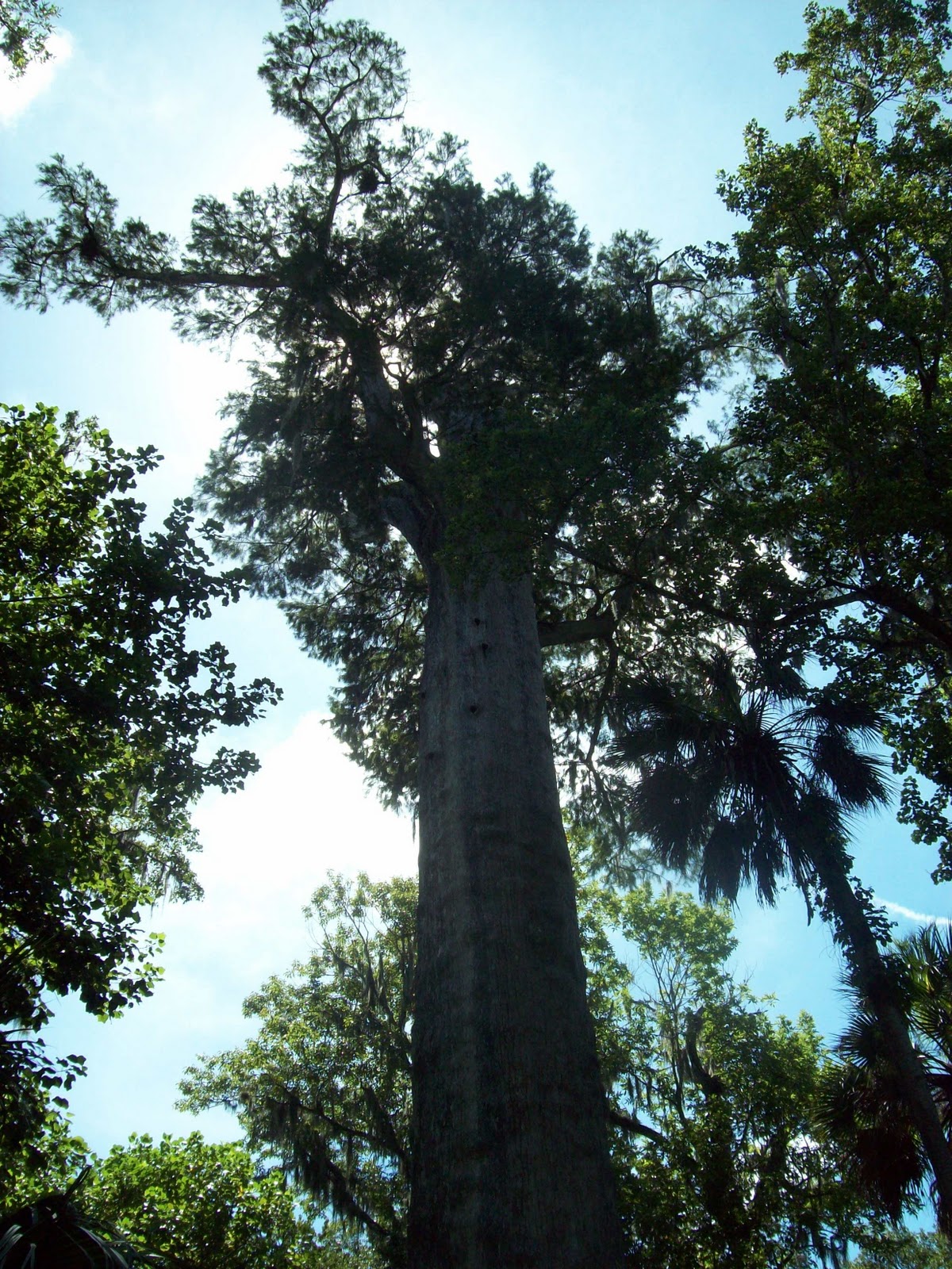 Brian's Daily Ramblings & Artistic Endeavors: The Senator Cypress Tree ...