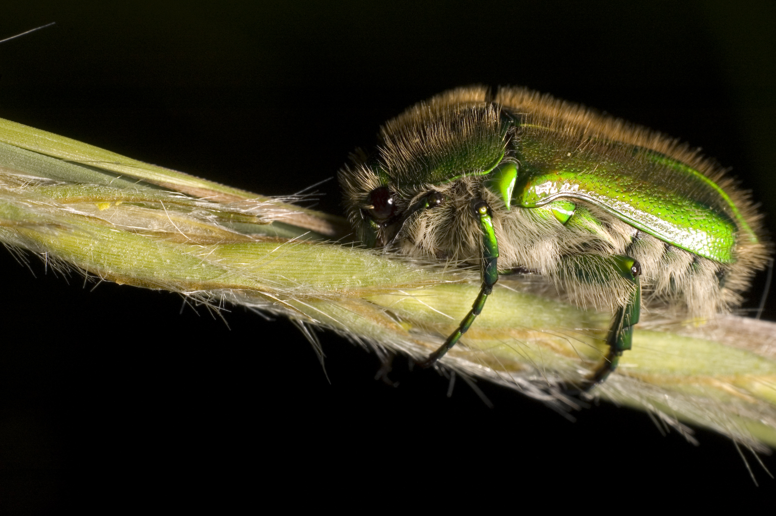 Talking pictures: Secret Lives: Scarab beetle