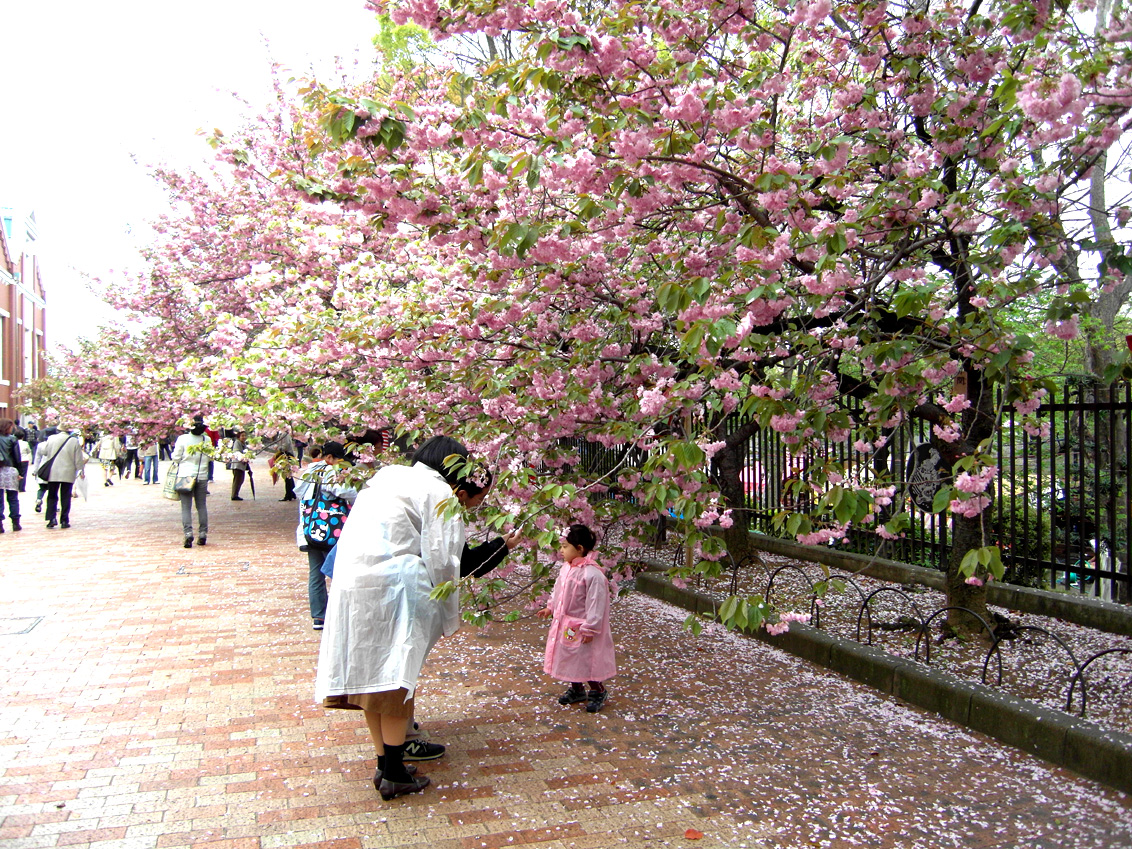 Japanese's Culture: Flower Viewing and Cherry Blossoms