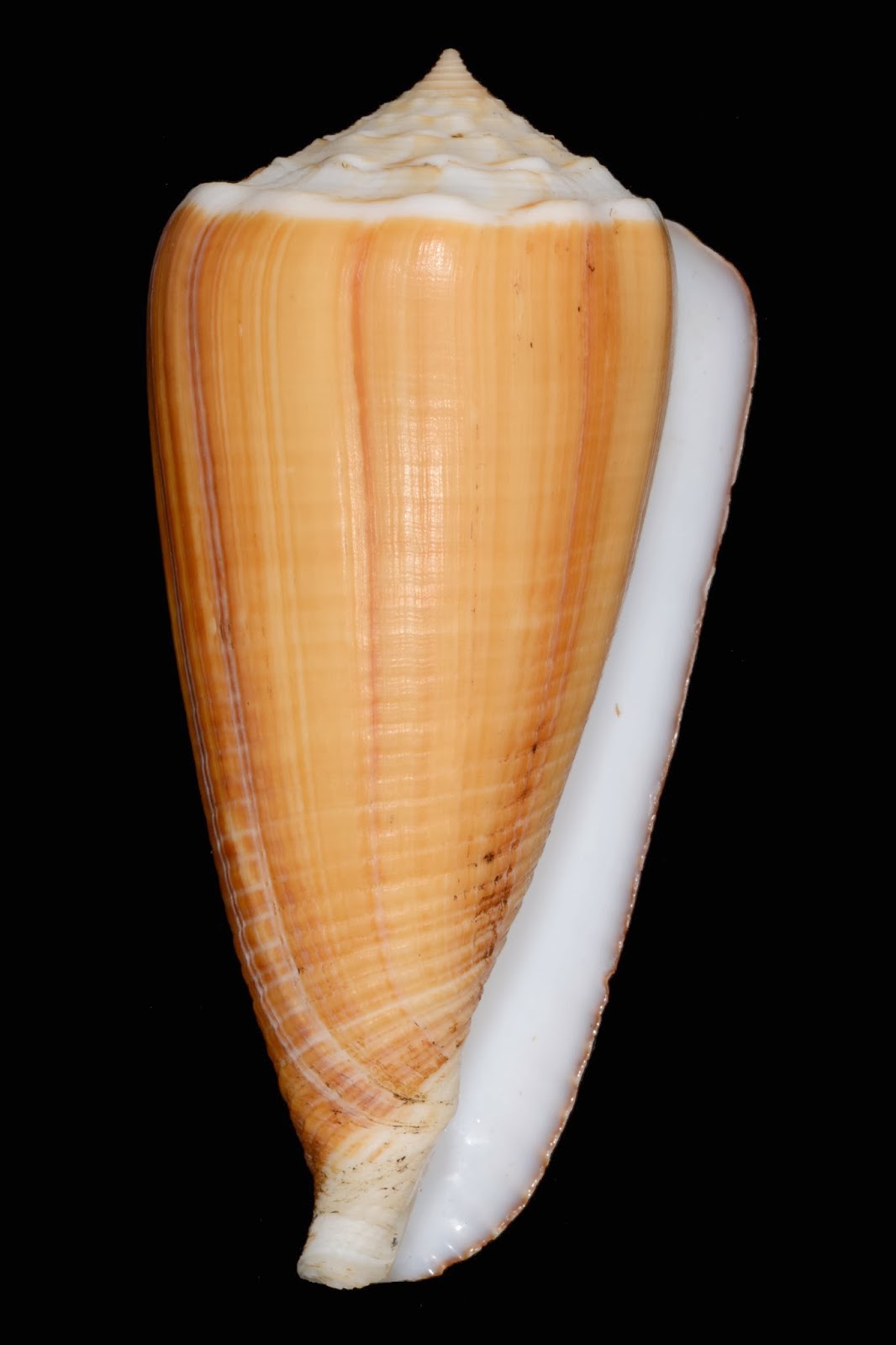 Dr. Lee's Gallery Museum: Conus sulcatus bocki 74.7mm 木乃伊芋螺