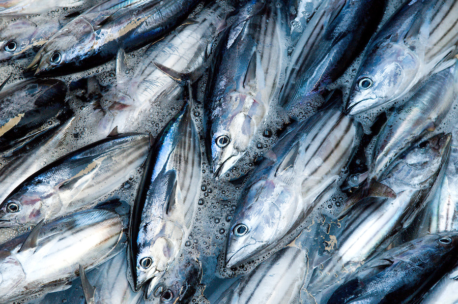 Is Skipjack Tuna Good to Eat? Here is the Answer - Tuna Skipjack Frozen ...