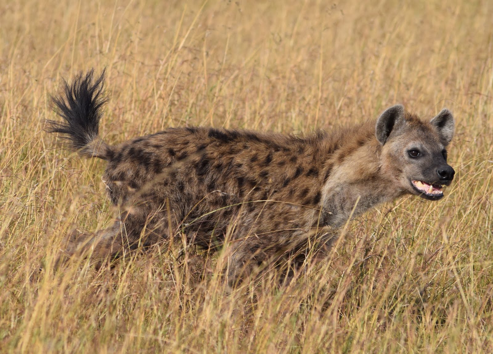Notes From Kenya: MSU Hyena Research: Brt!!!