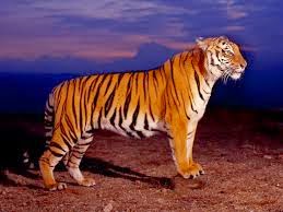 Ramalan Shio Macan | Mimpinguin