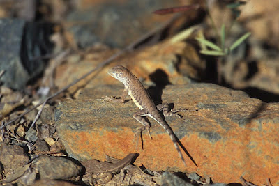 The Azure Gate: Lizards - Part III