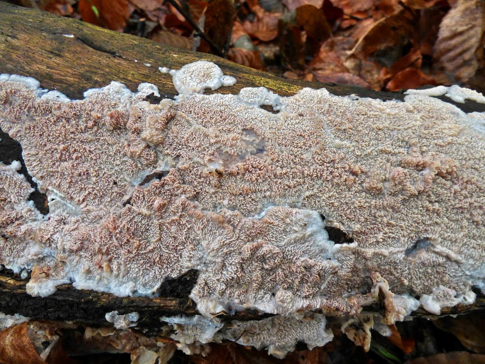 Setas y Hongos de Tineo : PHLEBIA RUFA (Pers.) M. P. Christ.