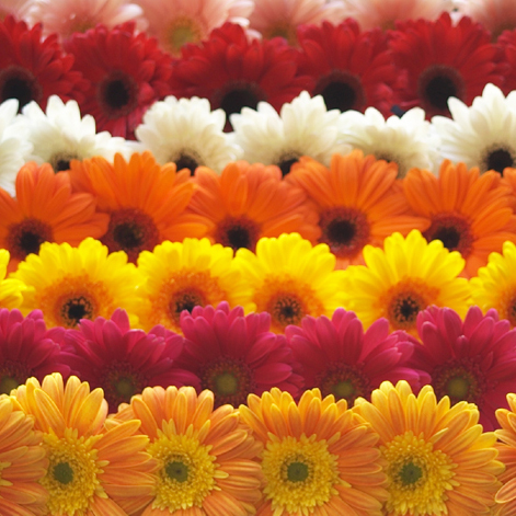 Flower Picture Inspirations: Gerbera Cultivation