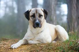 Everything about your Anatolian Shepherd - Luv My Dogs