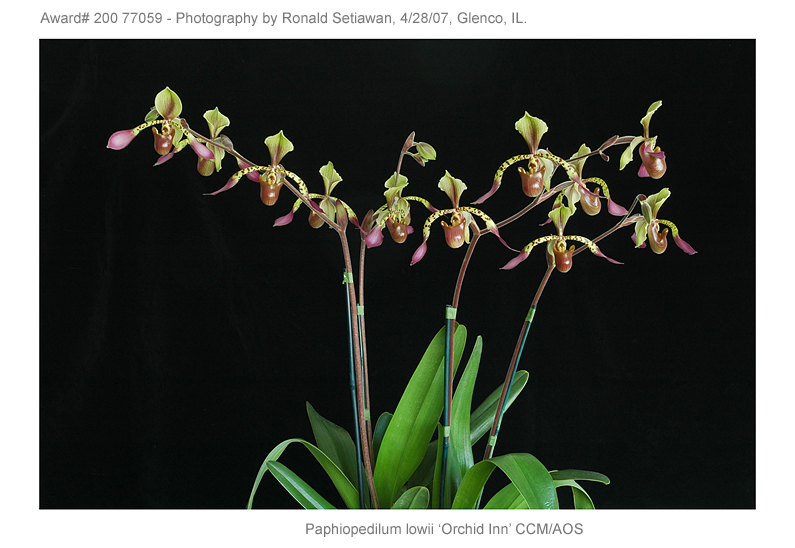 Orchid ID: Paphiopedilum godefroyae var. ang thong x Paphiopedilum lowii