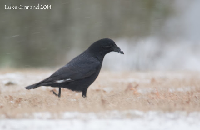 Welcome to. . .: White-winged Crow