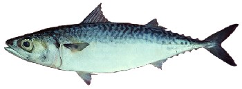 Peixe Cavalinha | Pescadores da Pedra do Pontal, Recreio e Barra da ...