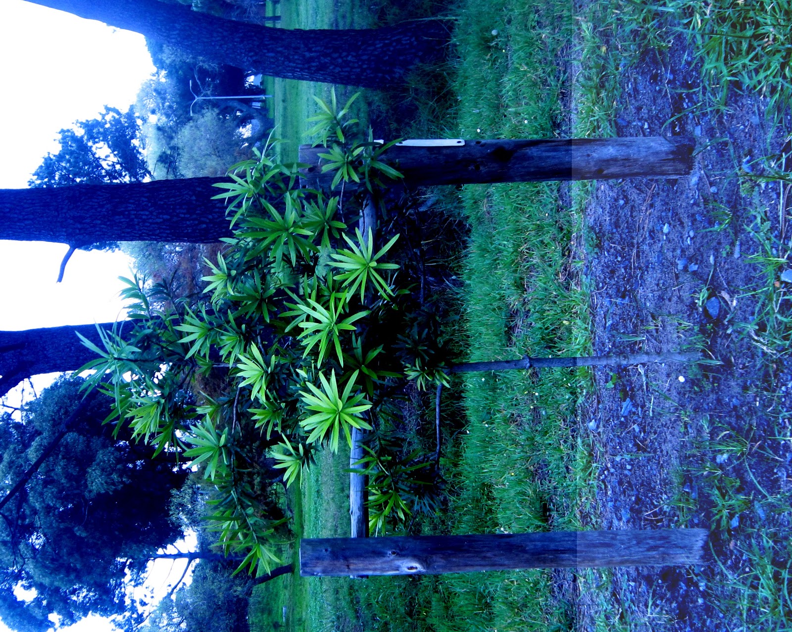 Daydreaming In Maths Baby Tree Big Tree daydreaming-in-maths-baby-tree-big-tree