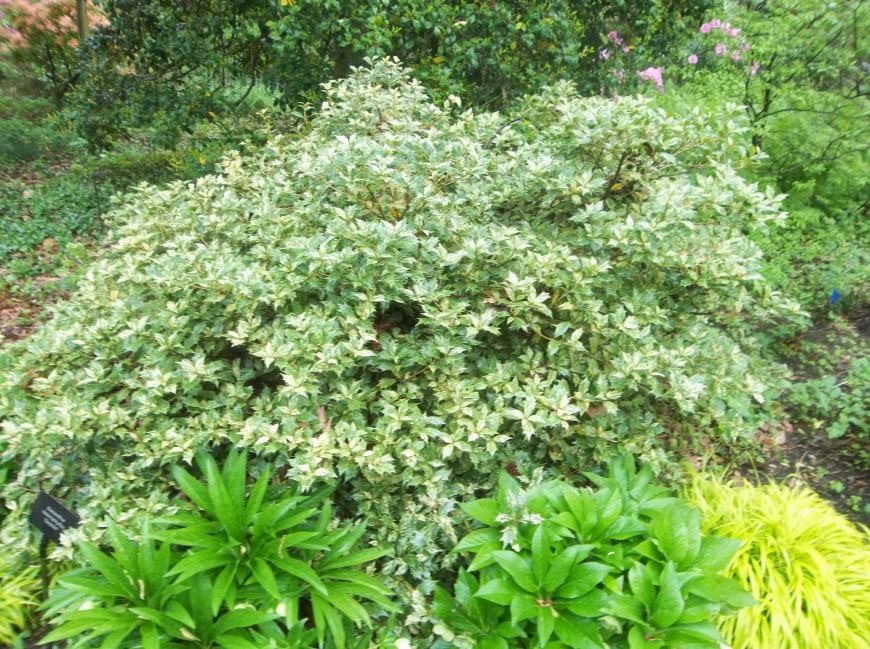 Future Plants by Randy Stewart: Osmanthus