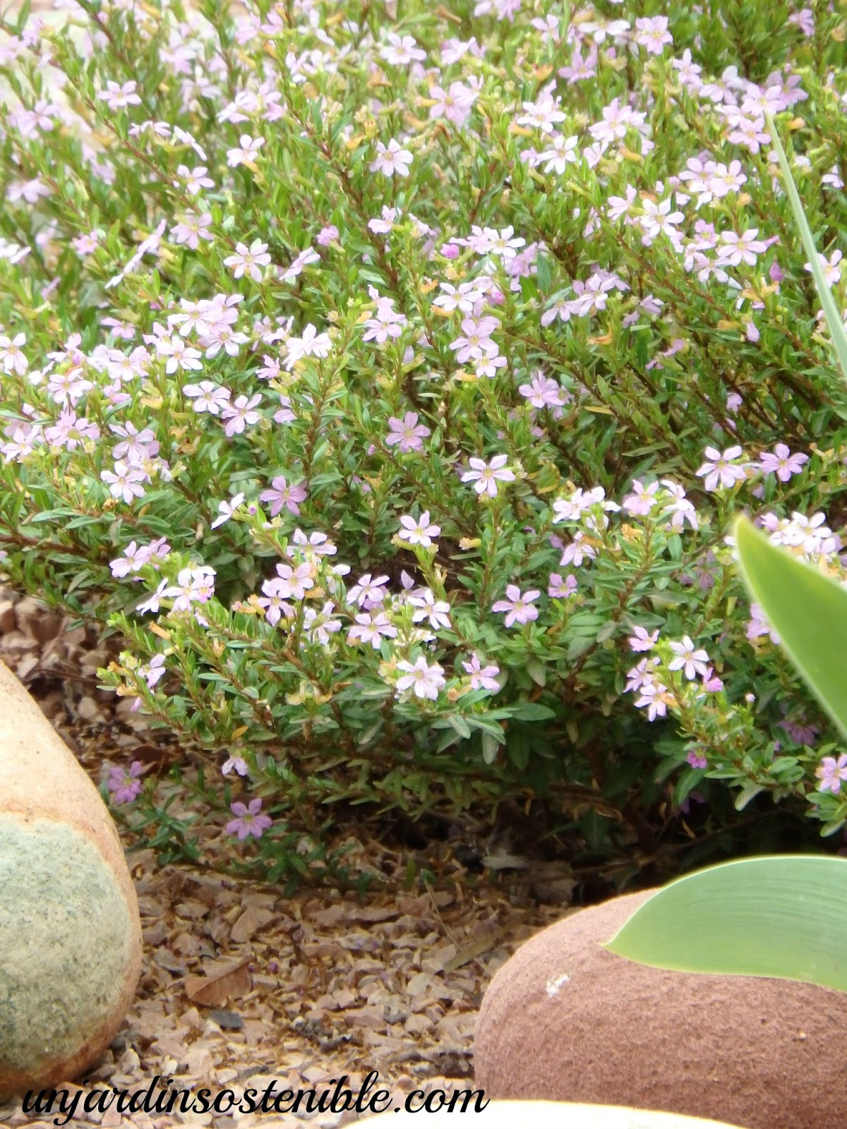 Cuphea hyssopifolia (Cufea, falsa brecina, falso brezo mexicano etc.)