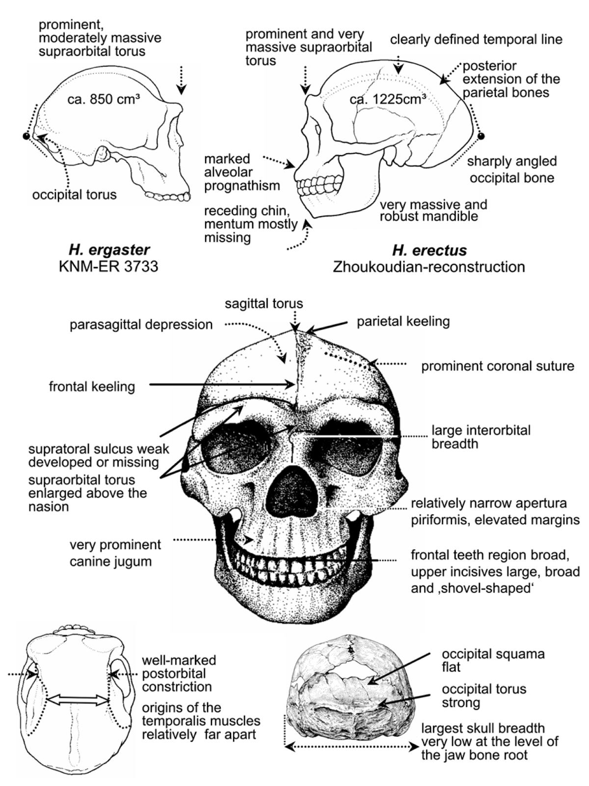Paleoantropología hoy: Morfología de Homo ergaster y Homo erectus