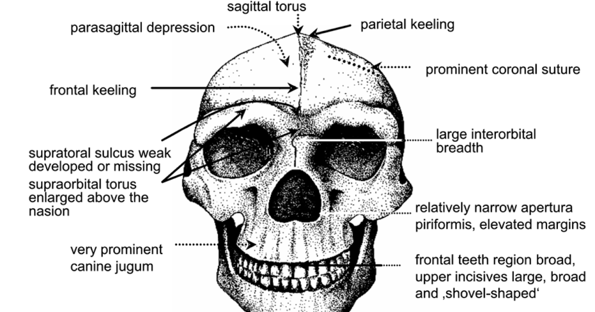 Paleoantropología hoy: Morfología de Homo ergaster y Homo erectus