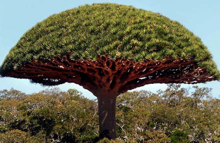 LO QUE NO SABIAS SOBRE ESTE INCREIBLE ARBOL..SANGRE DE DRAGO O GRADO ...
