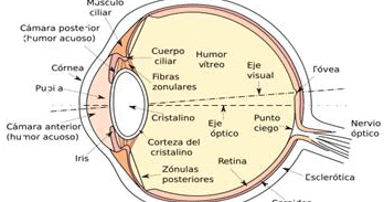 DEFINICIONES DE INFORMATICA: Cual es la Funcion del Fotoreceptor?