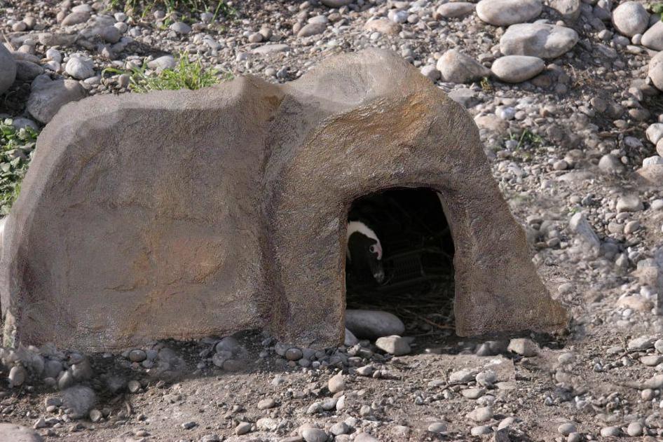 All about plants and planters: Natural rock effect penguin nesting box