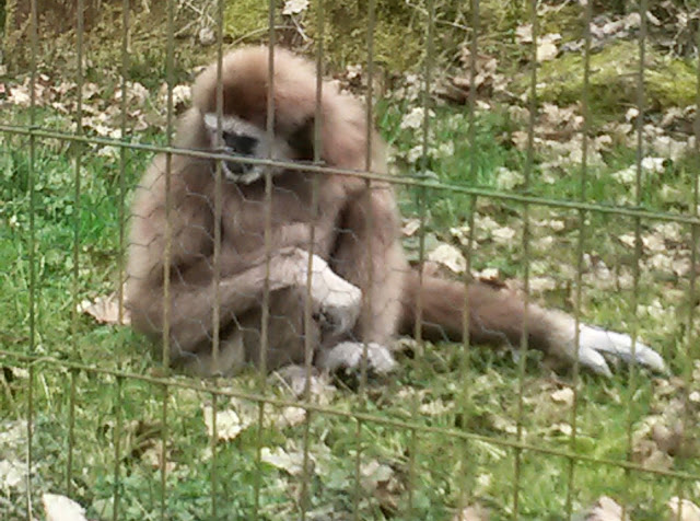 Calator prin lume: Ce animale poti sa vezi la gradina zoologica ...