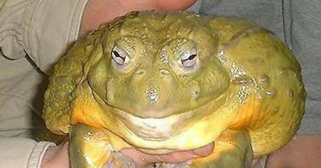 INI DIA KODOK PACMAN ~ INFO SEPUTAR BERITA HEBOH