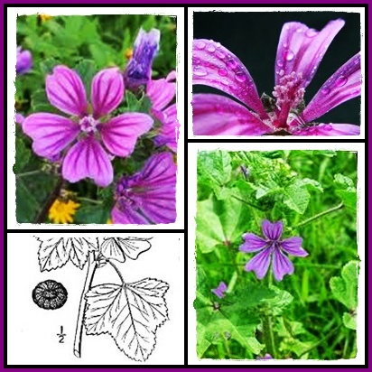 PLANTAS MEDICINALES A TU SALUD: MALVA