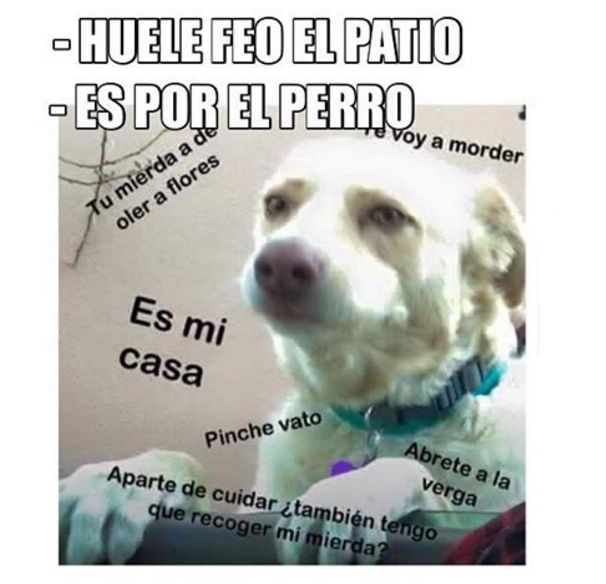 Mi perro es parte de mi vida: LOS MEJORES MEMES DE PERRITOS