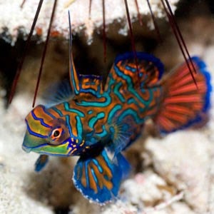 Le plus beau poisson - Le Grand Univers