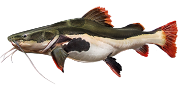 CEARÁ TILÁPIA: PIRARARA Onça-pintada e o Jacaré maiores predadores da ...