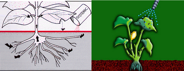 #66 Translocation of applied chemicals (pesticides) throughout the ...