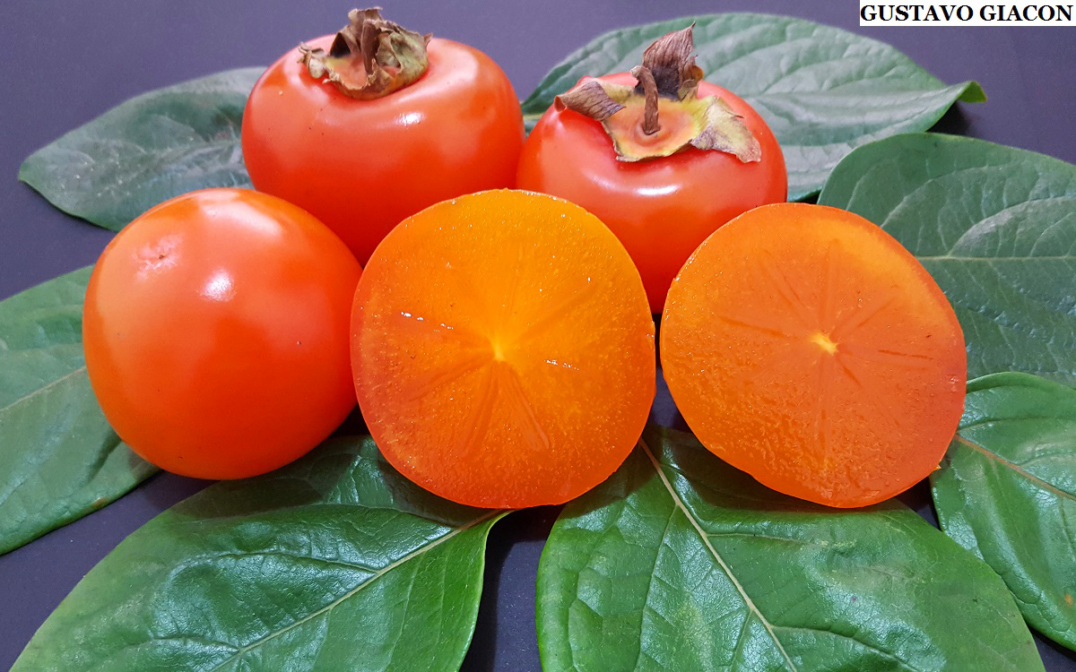 Viveiro Ciprest - Plantas Nativas e Exóticas: Caqui Rama Forte ...