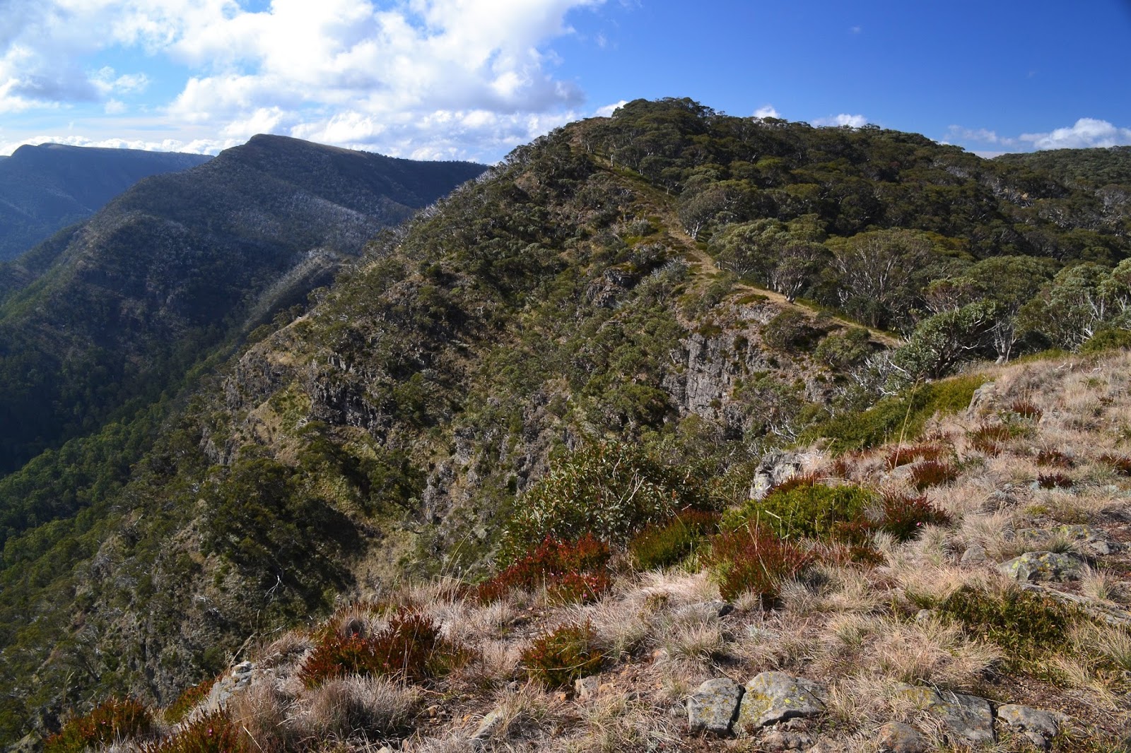 Goin' Feral One Day At A Time: Howitt & The High Country, Alpine ...