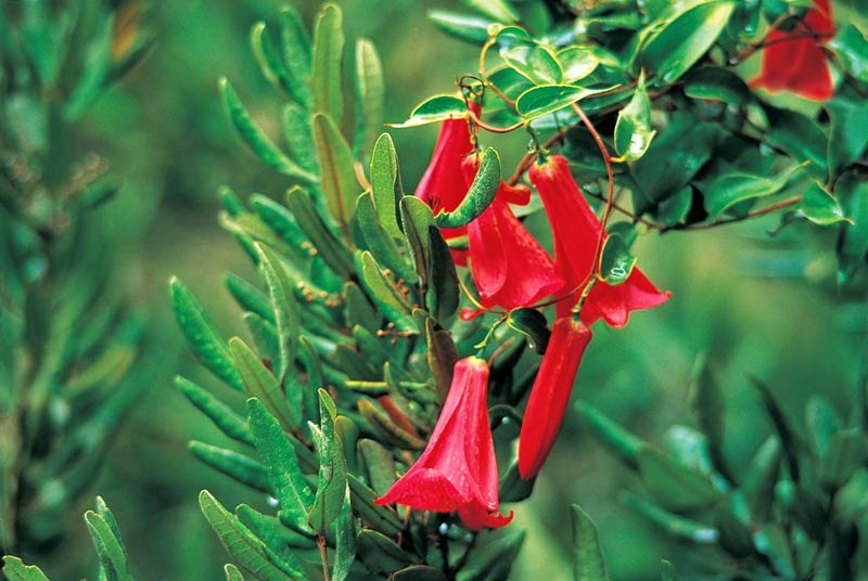 flora y fauna de chile