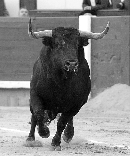 VUELTA AL RUEDO: El toro de lidia moderno es un atleta abrumado por el ...