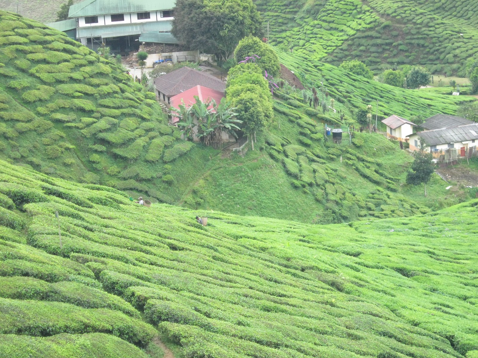 terajubintang7: Bharat Tea, Cameron Valley. Cameron Highland. Malaysia.