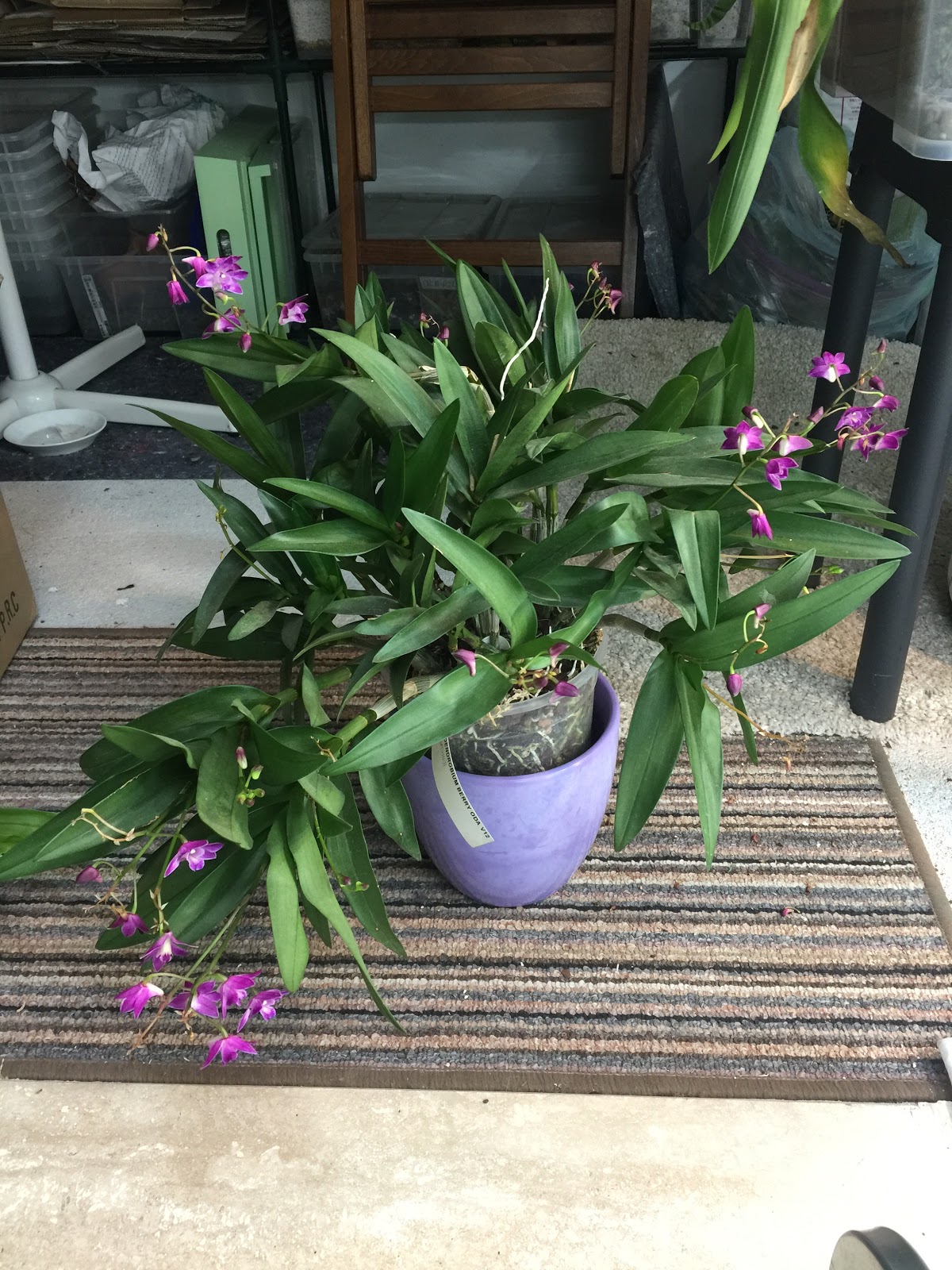 Dendrobium Berry Oda • diarid'orchidee